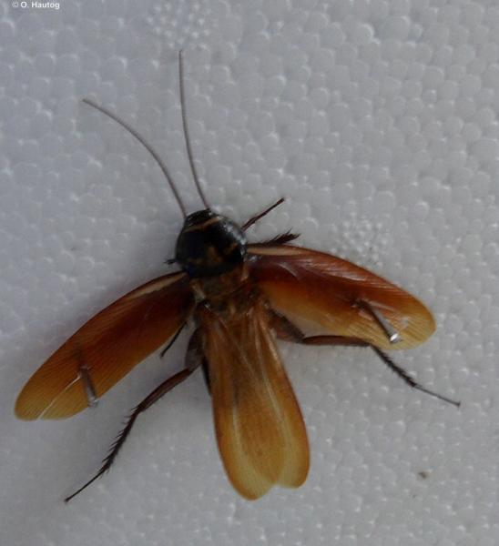 Fliegende Kakerlaken? - Seite 4